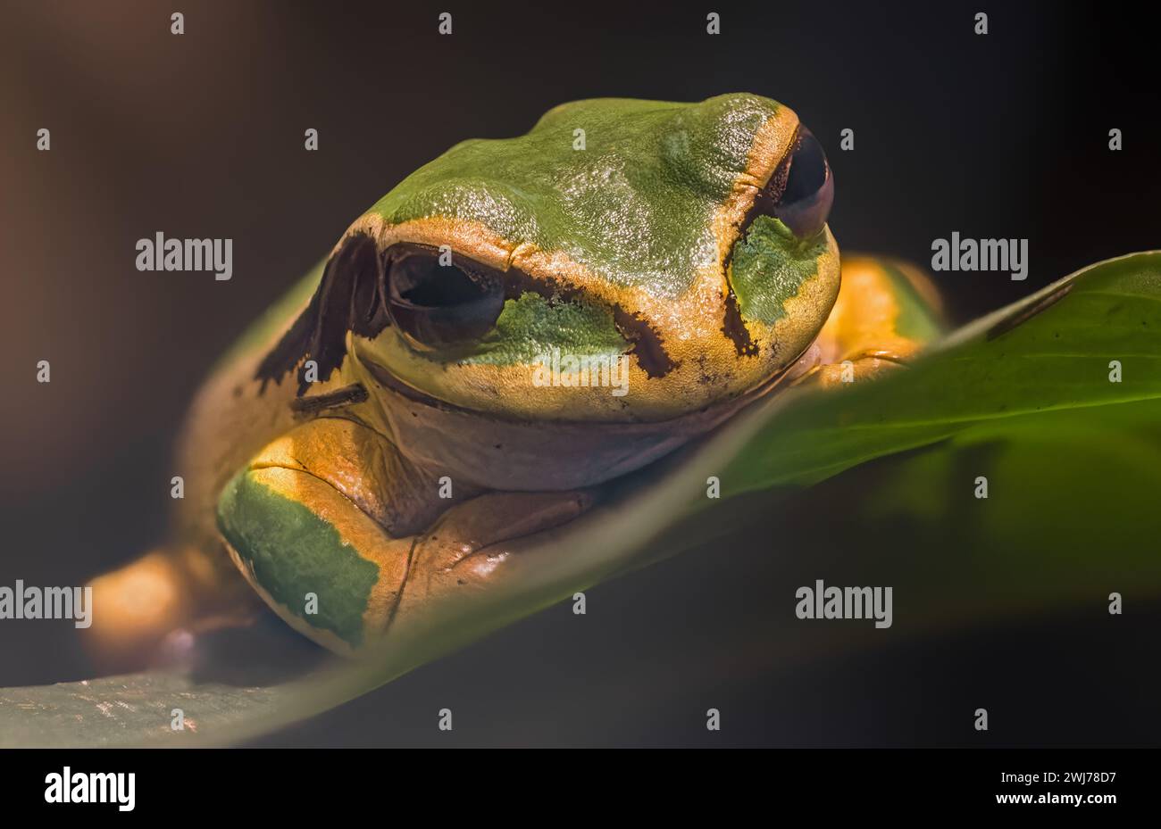 Maskenlaubfrosch hi-res stock photography and images - Alamy
