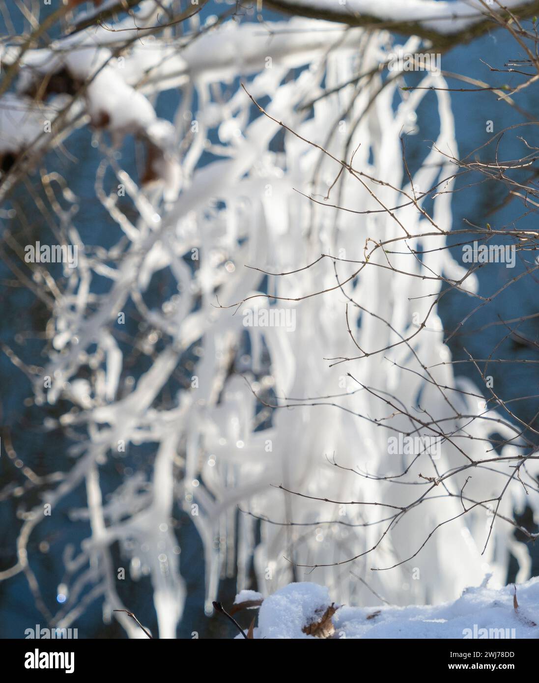 Bird perched in front of icy bush Stock Photo - Alamy