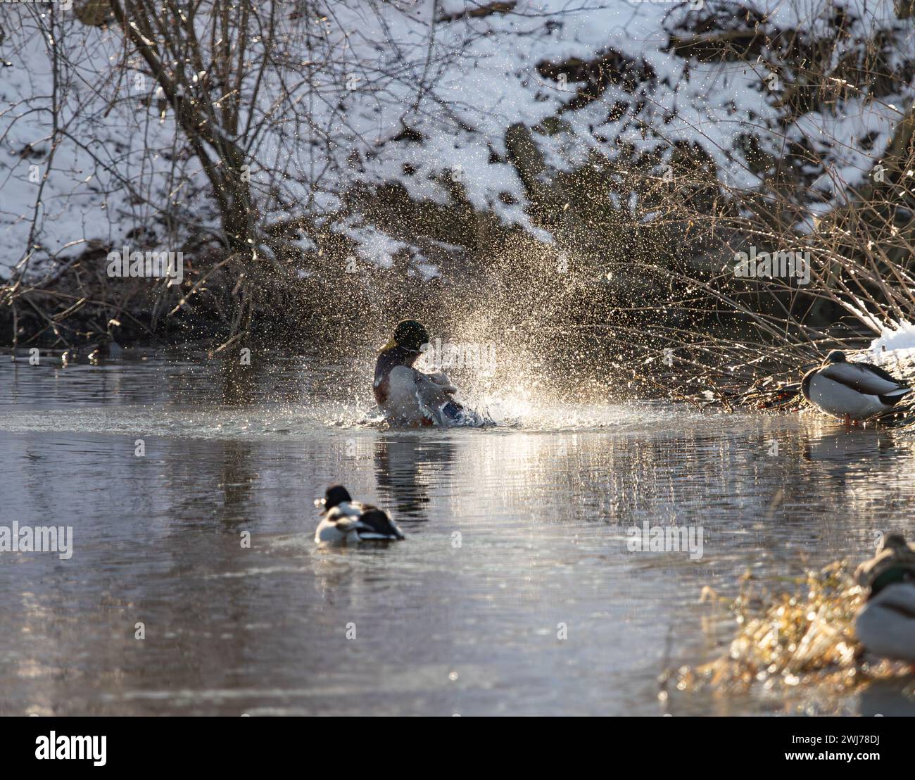 Playfully observes hi-res stock photography and images - Alamy