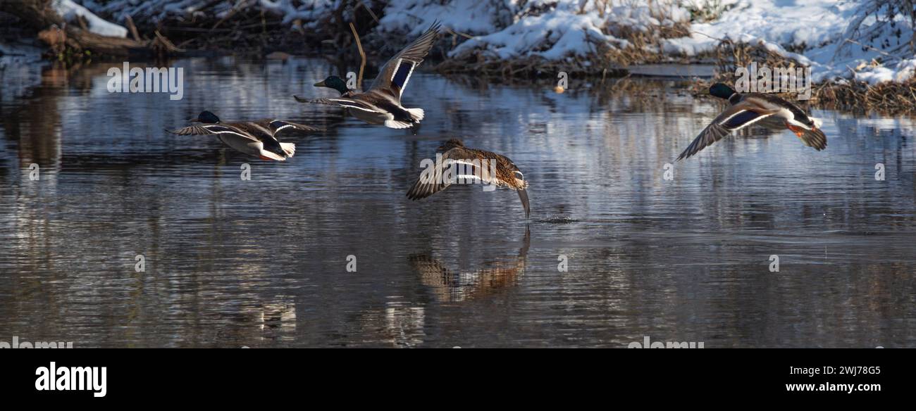Five low-flying birds soar over snowy landscape and water Stock Photo ...