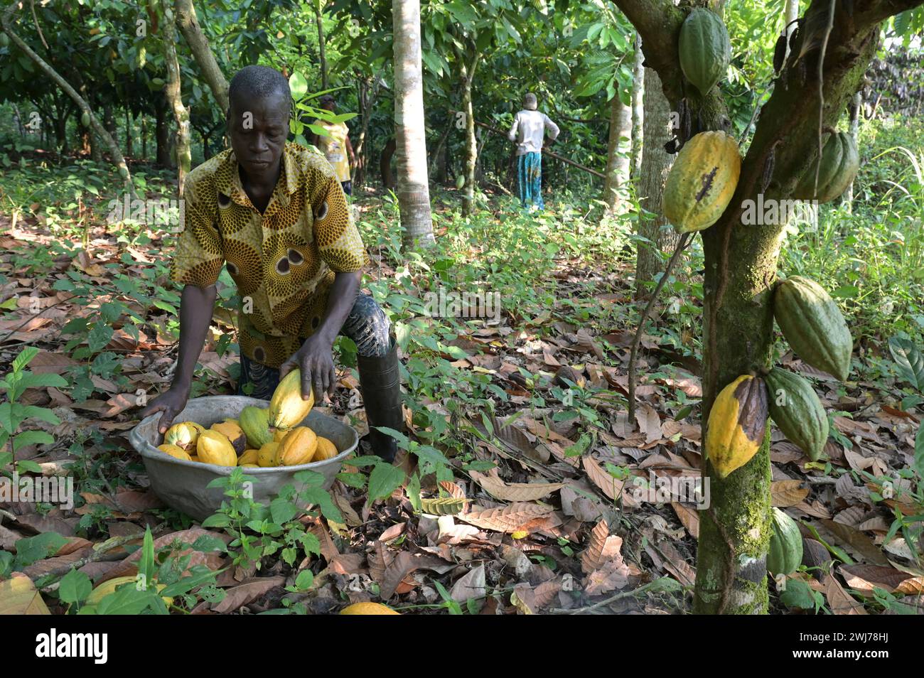 GHANA, Suhum, smallholder organic cocoa farm, cocoa harvest, harvested ...