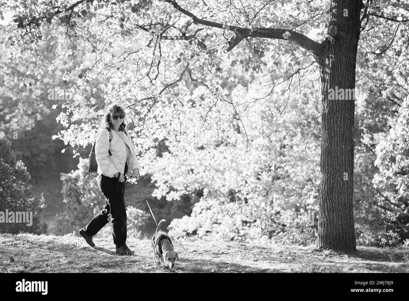 Owner walking with dog together in park outdoors, summer vacation ...