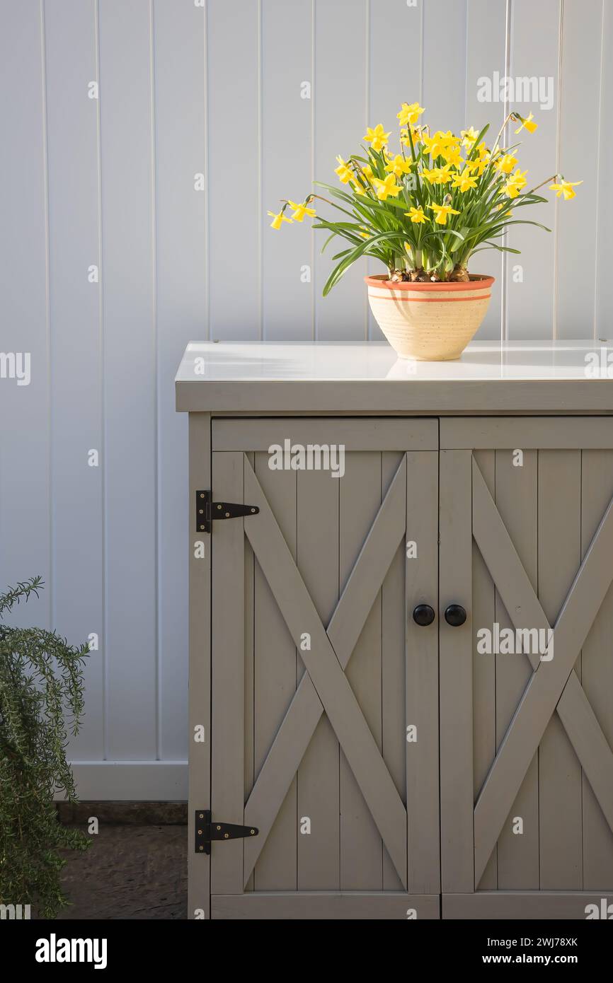 Arrangement of daffodils (narcissus) on a little cabinet in front of a ...