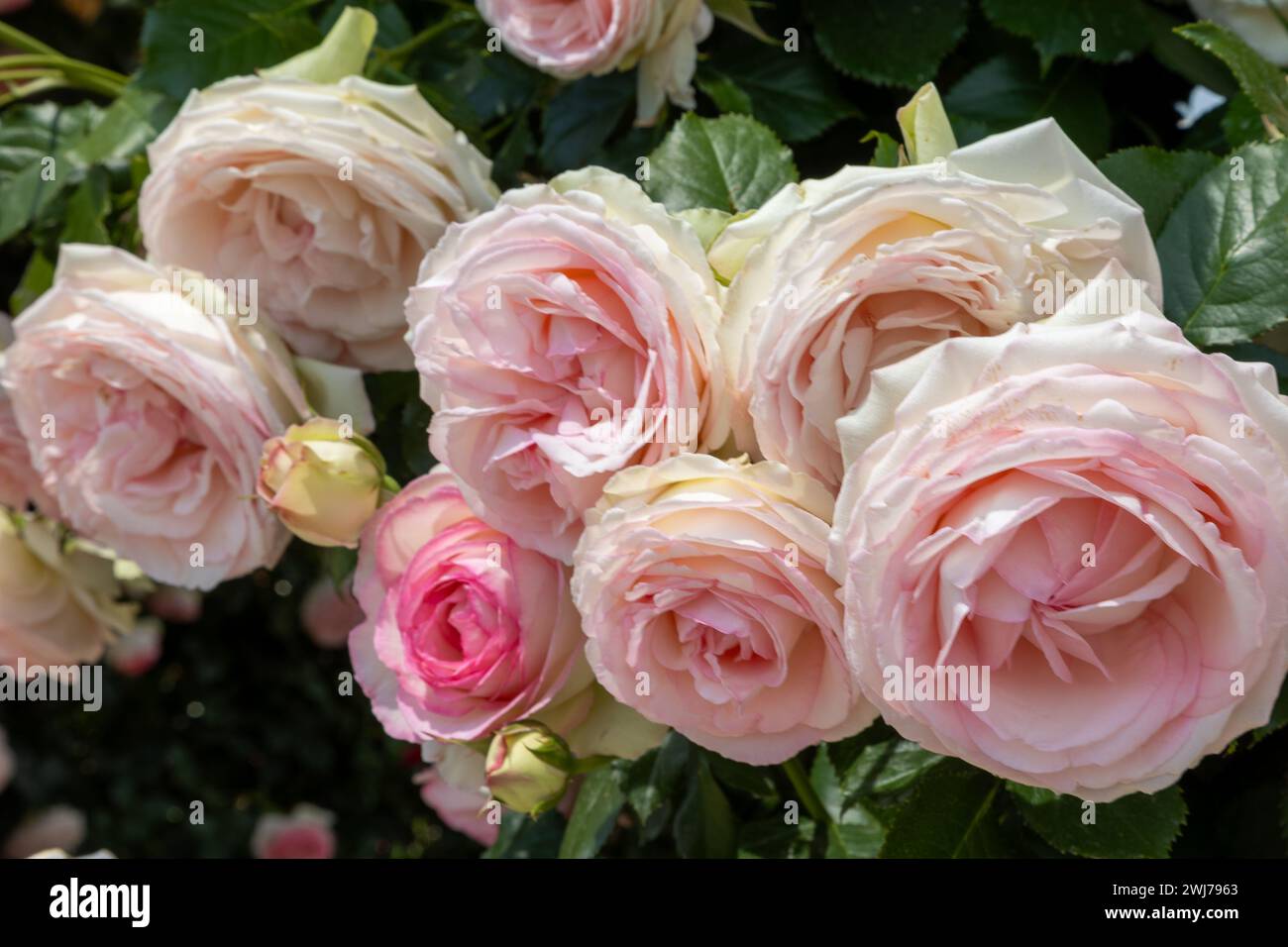Blossoms of the shrub rose Eden Rose 85 in full bloom in white, pink ...
