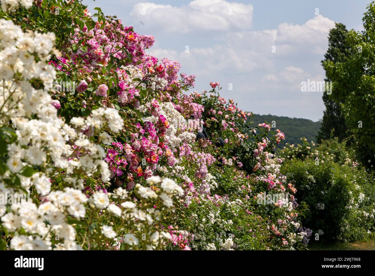 Rose bushes with blossoms in full bloom with different colors in pink ...
