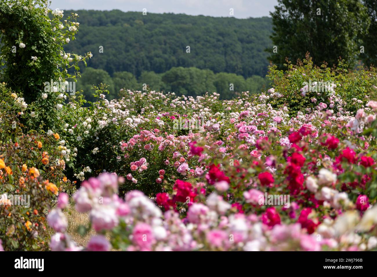 White rose forest hi-res stock photography and images - Alamy