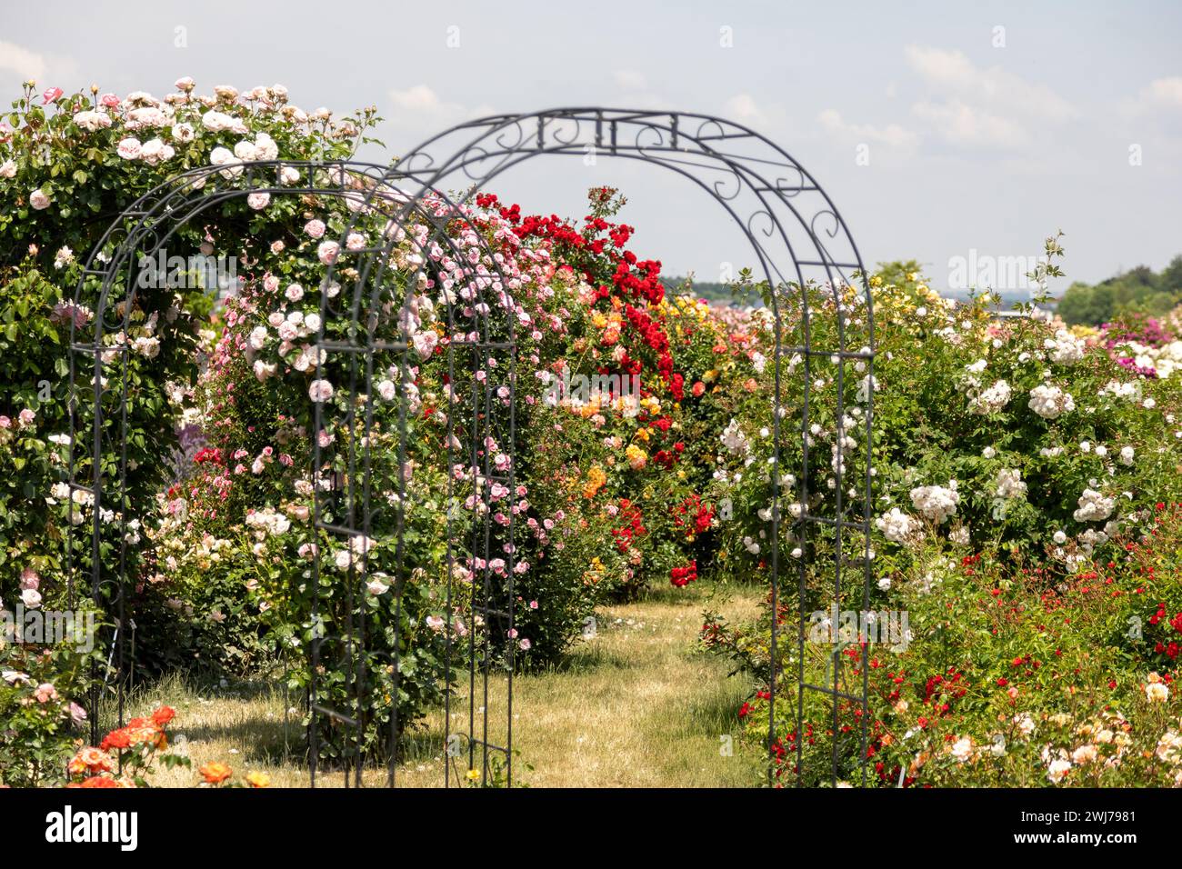 a footway between a variety of rose bushes with different colors in ...