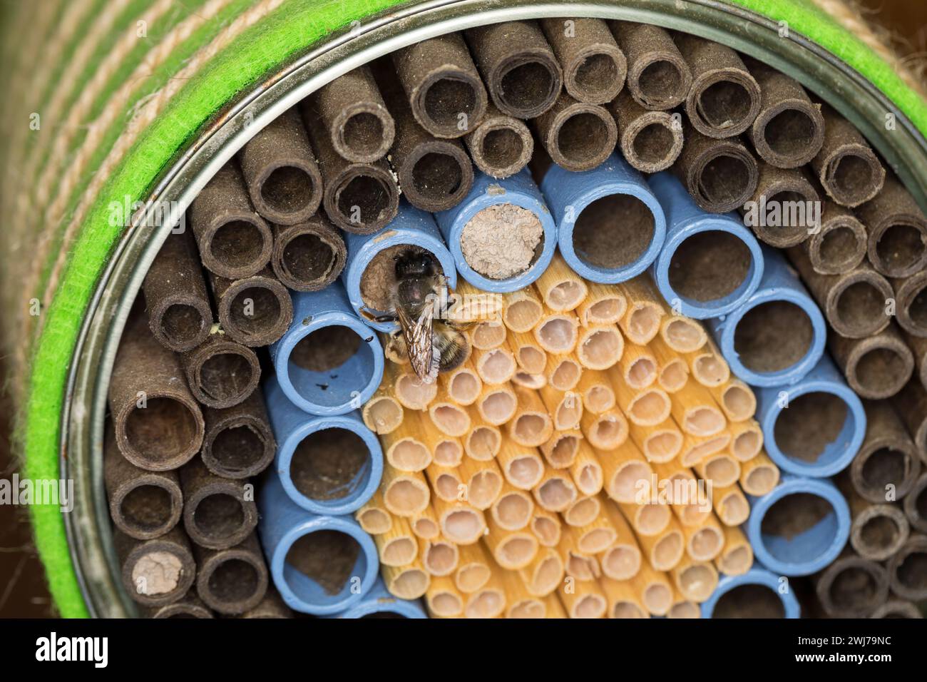 Erde biene hi-res stock photography and images - Alamy