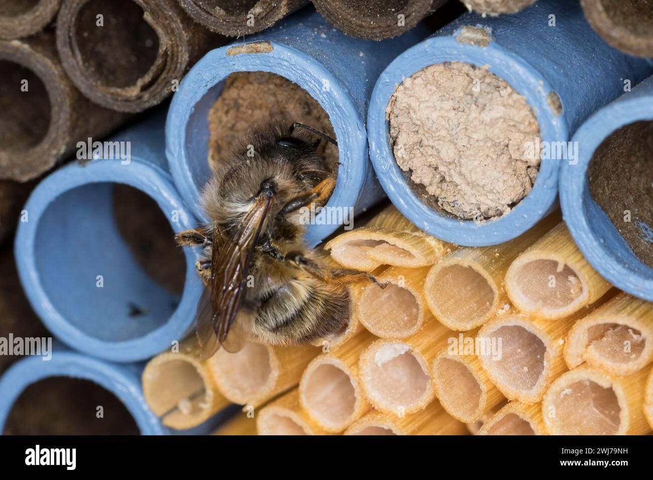 Rote Mauerbiene, Rostrote Mauerbiene, Mauerbiene, Mauer-Biene, Weibchen ...