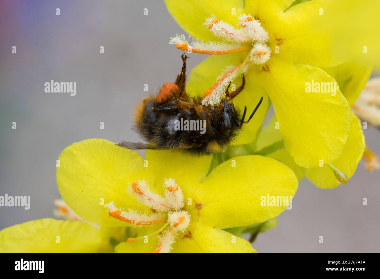 Wiesenhummel, Wiesen-Hummel, Hummel, Weibchen, Pollenhöschen, Bombus ...