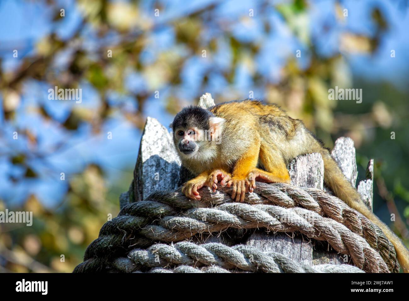 The Bolivian Squirrel Monkey (Saimiri boliviensis) is a small primate ...