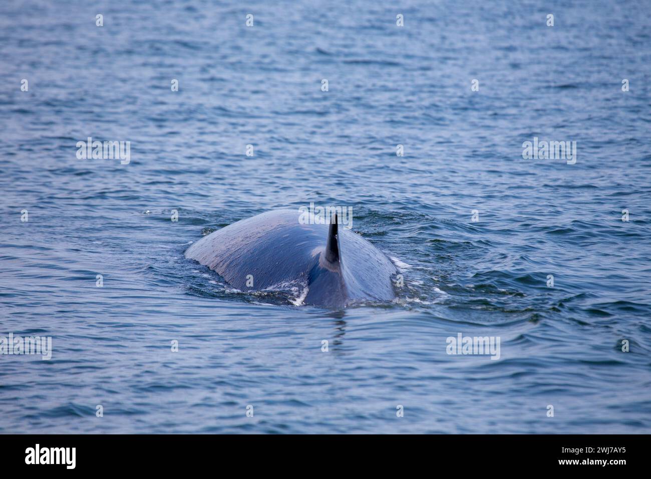 The Bryde's Whale (Balaenoptera brydei) is a baleen whale found in ...