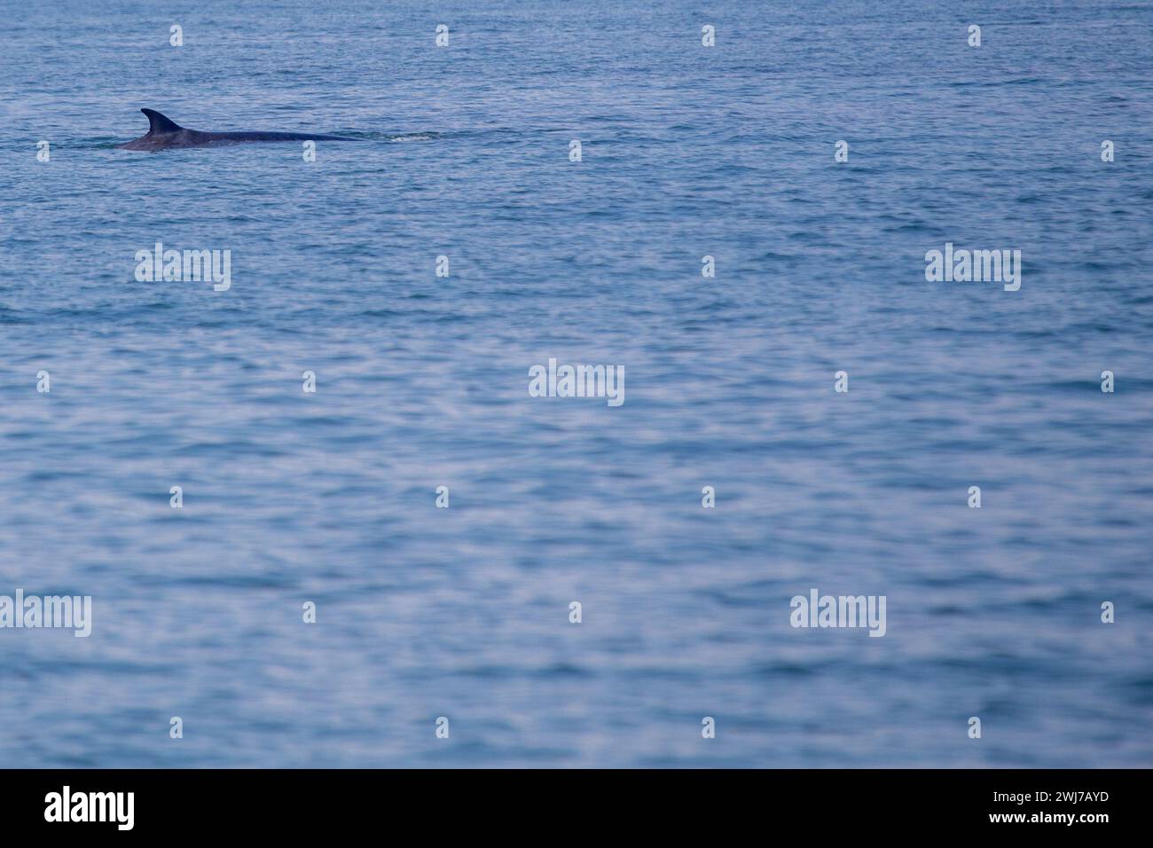 The Bryde's Whale (Balaenoptera brydei) is a baleen whale found in ...