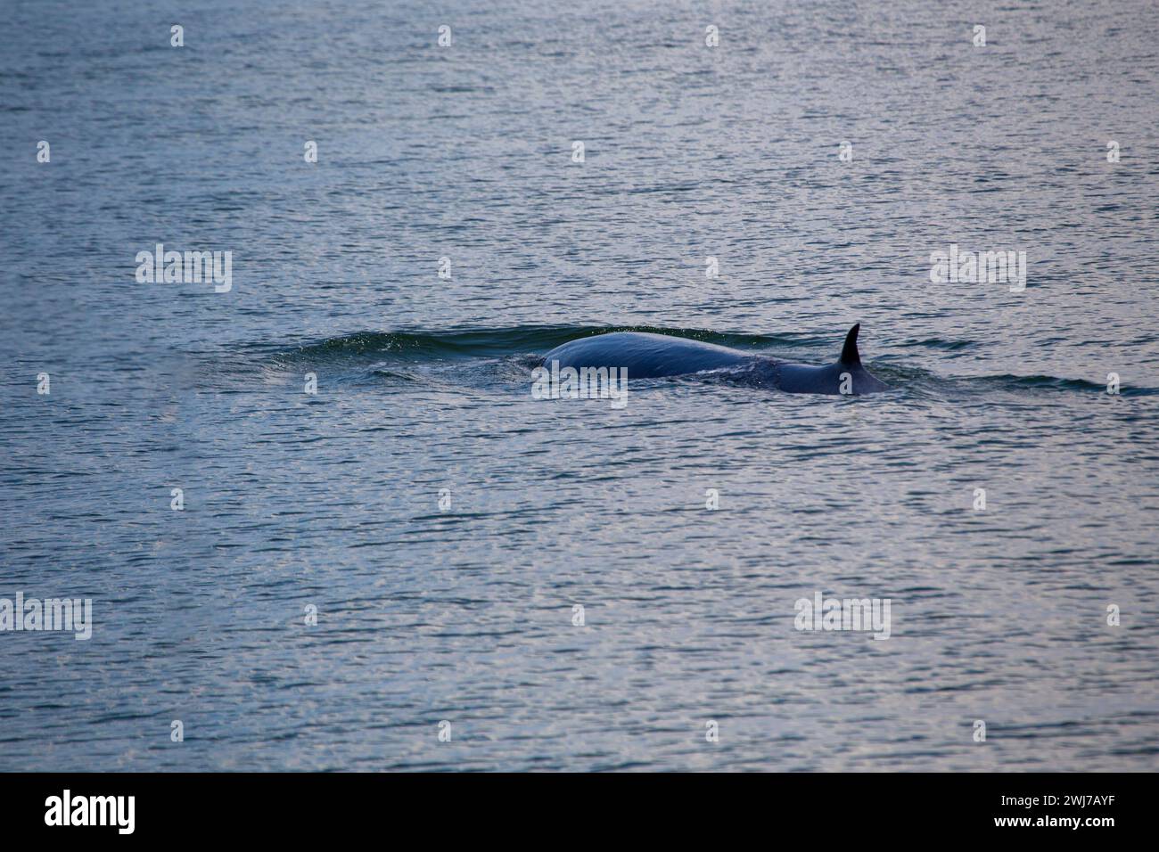 The Bryde's Whale (Balaenoptera brydei) is a baleen whale found in ...