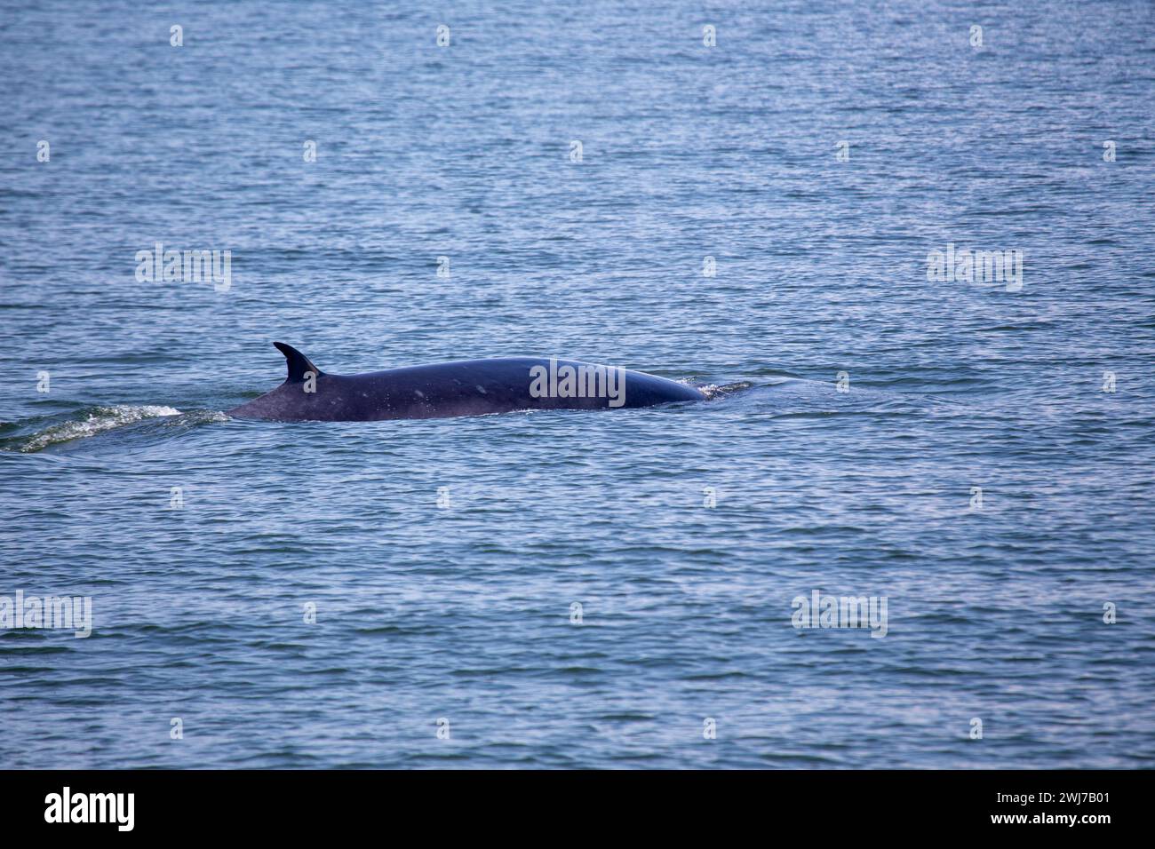 The Bryde's Whale (Balaenoptera brydei) is a baleen whale found in ...