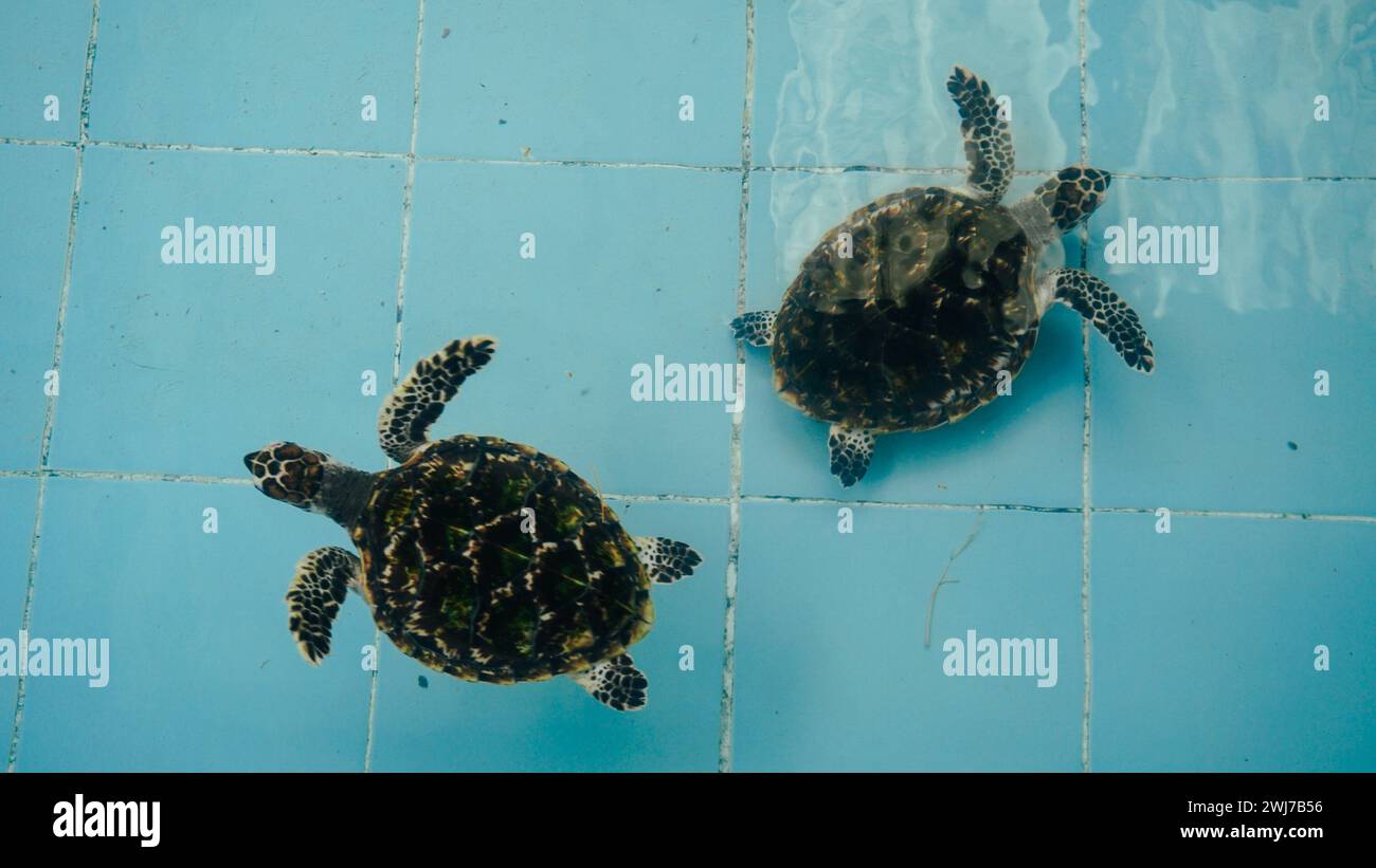 Two sea baby turtles swimming in the blue pond in the conversation ...