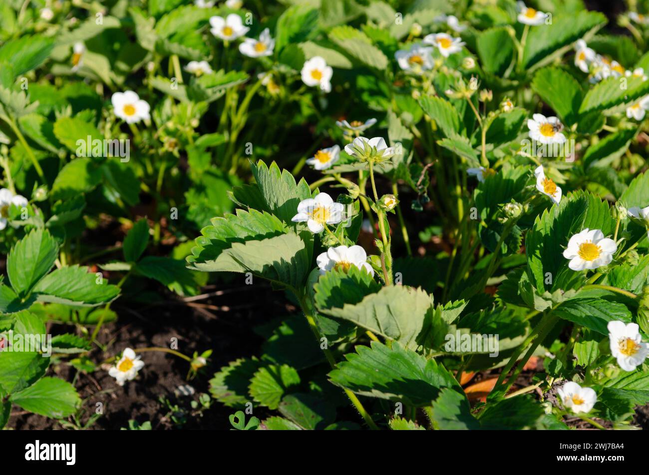 Strawberry bushes blooming in the garden Stock Photo - Alamy