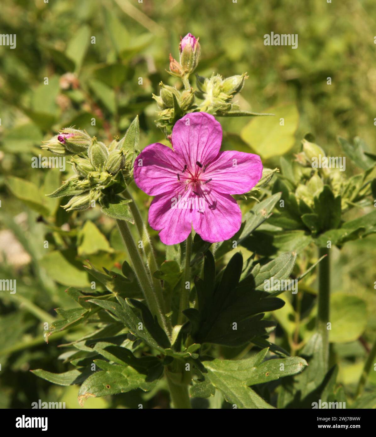 Sticky Geranium (Geranium viscosissimum) pink wildflower in Beartooth ...