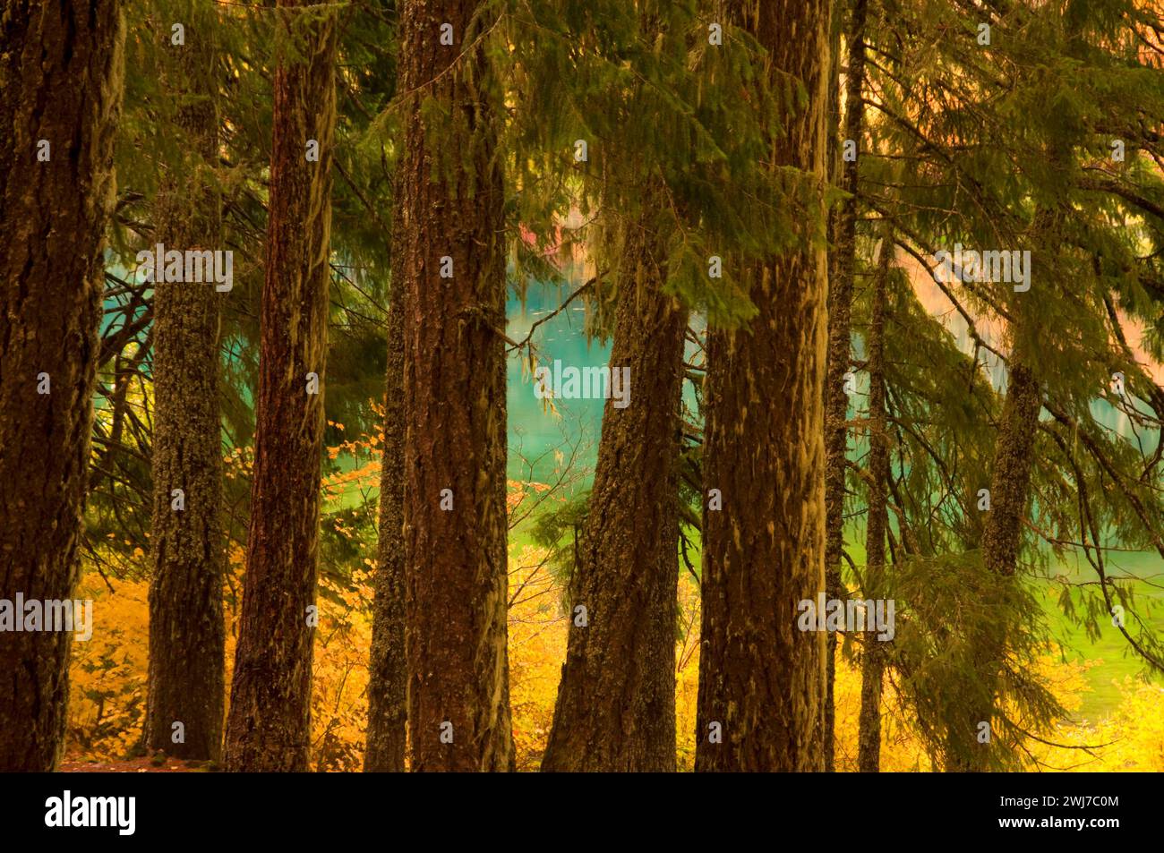 Douglas fir by Clear Lake, McKenzie Pass-Santiam Pass National Scenic ...