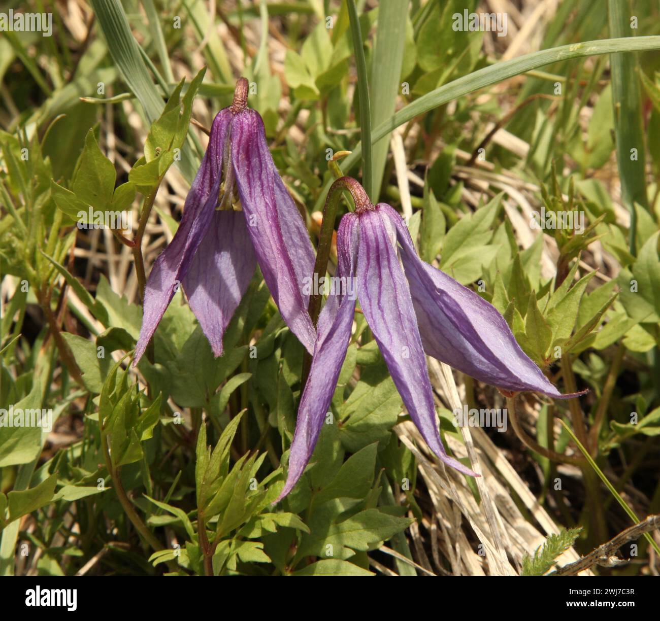 Rocky Mountain Clematis (Clematis columbiana) purple wildflower in ...