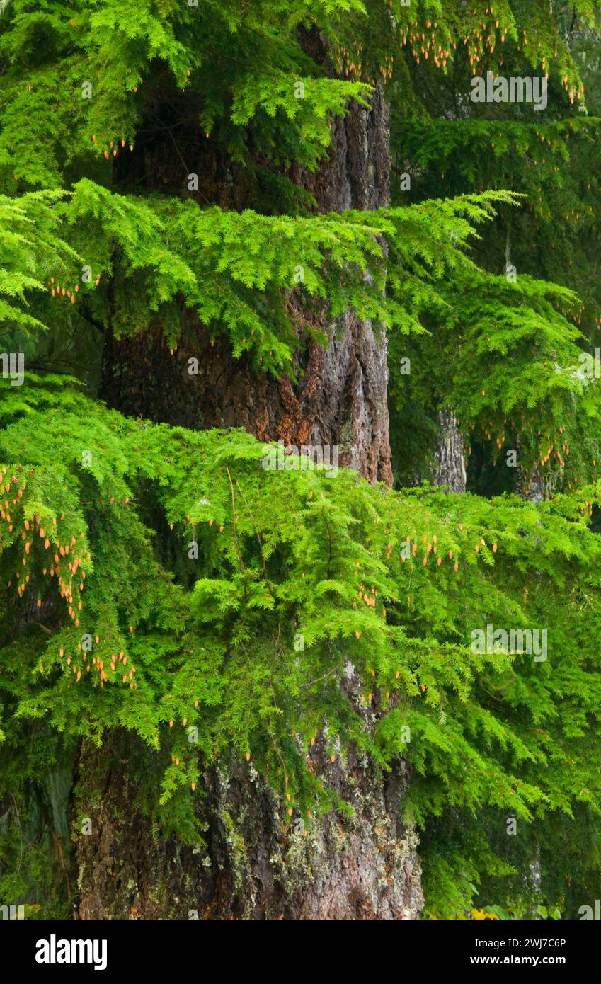 Douglas fir with western hemlock by Clear Lake, McKenzie Pass-Santiam ...