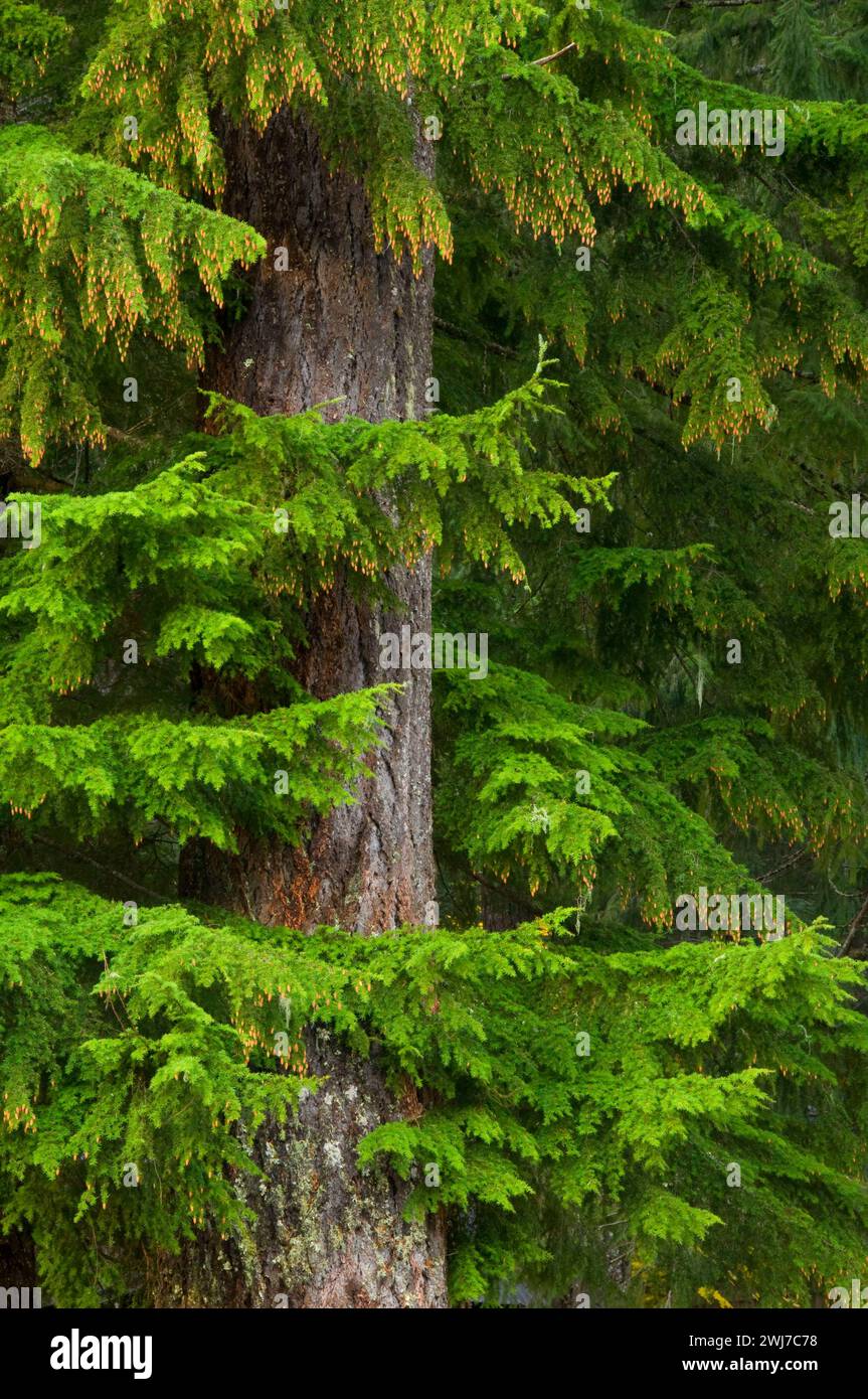 Douglas fir with western hemlock by Clear Lake, McKenzie Pass-Santiam ...