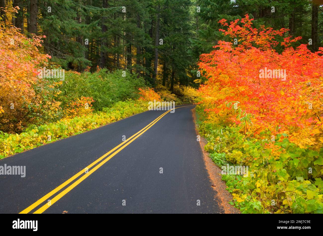 McKenzie Pass-Santiam Pass National Scenic Byway, Willamette National ...