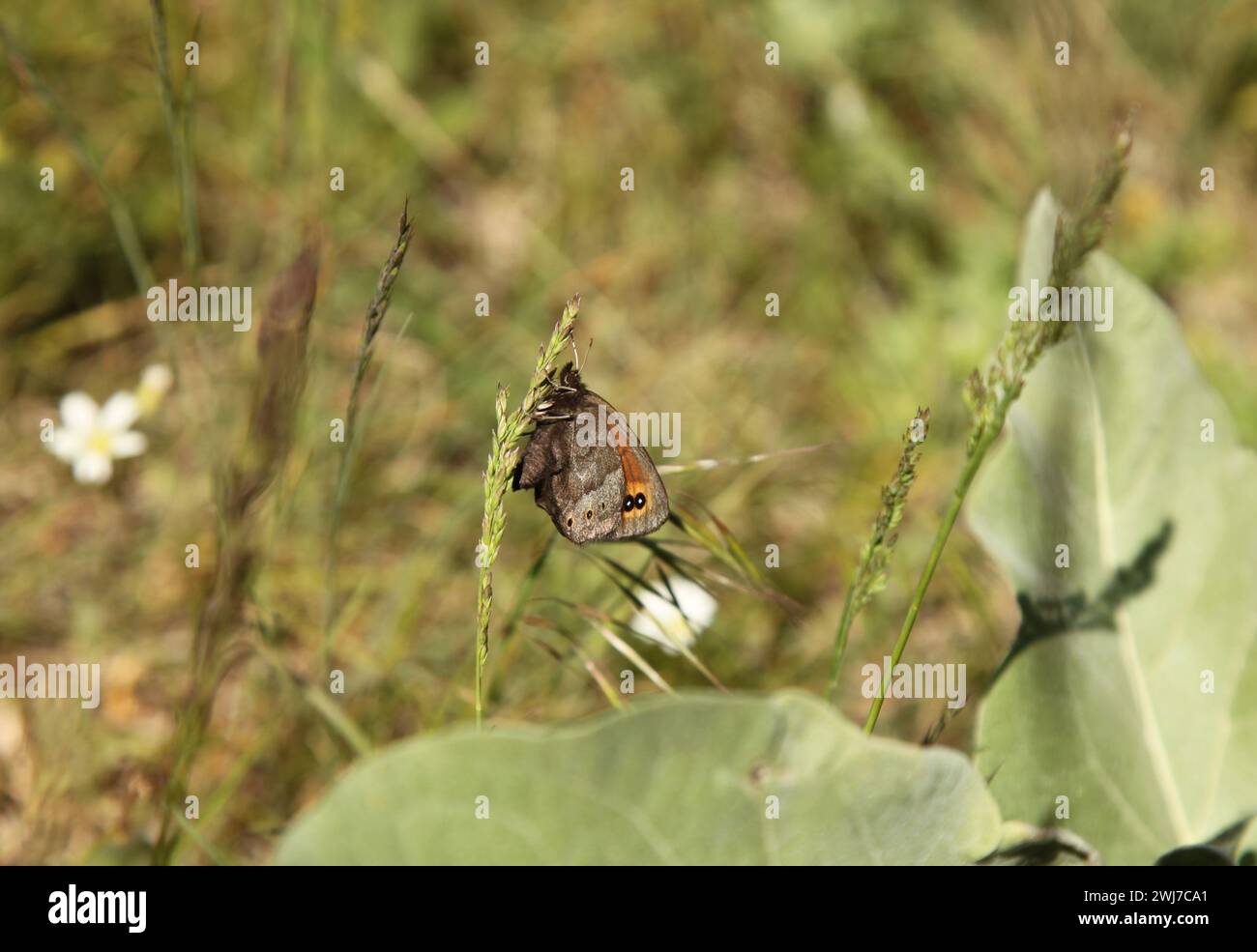 Common Alpine (Erebia epipsodea) brown butterfly in Beartooth Mountains ...