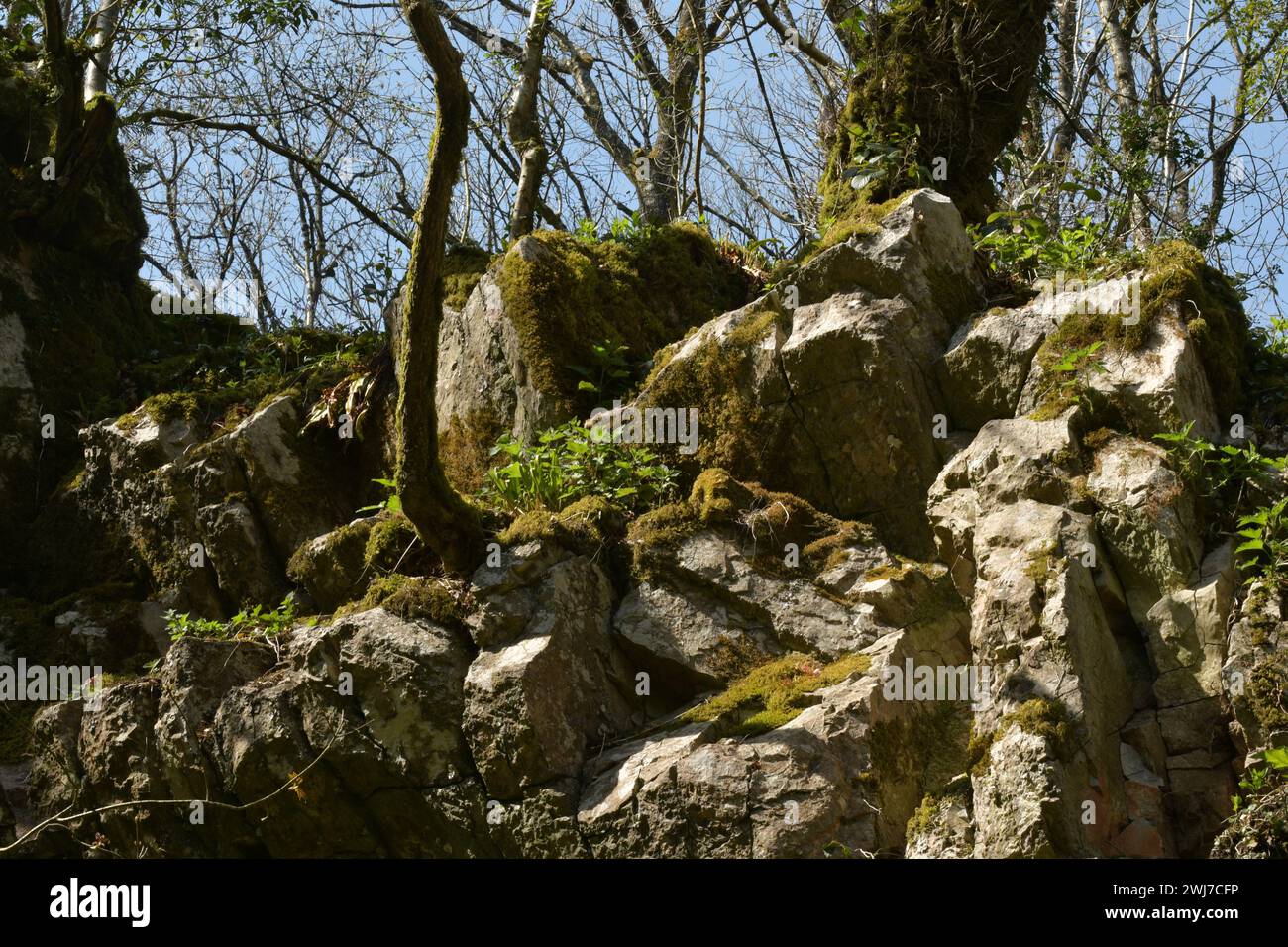 Tree growing in rock hi-res stock photography and images - Alamy