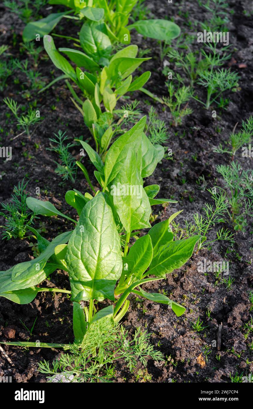 Organic Spinach Grows in the Garden. Young spinach leaves Stock Photo ...