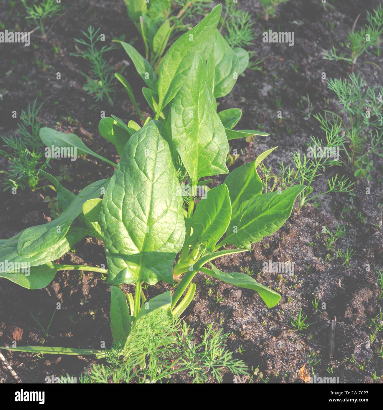 Organic Spinach Grows in the Garden. Young spinach leaves Stock Photo ...