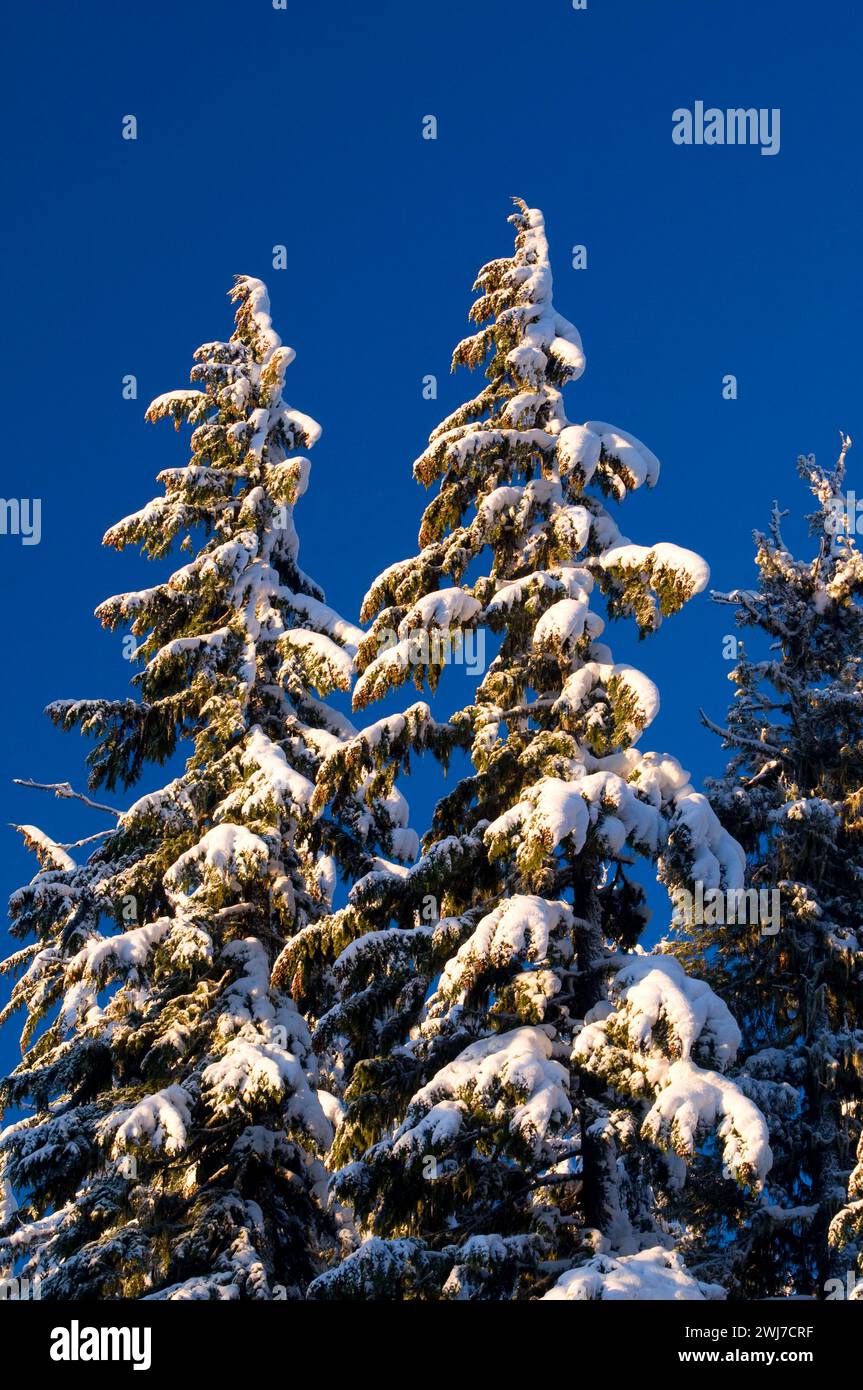 Fir trees at willamette national forest hi-res stock photography and ...