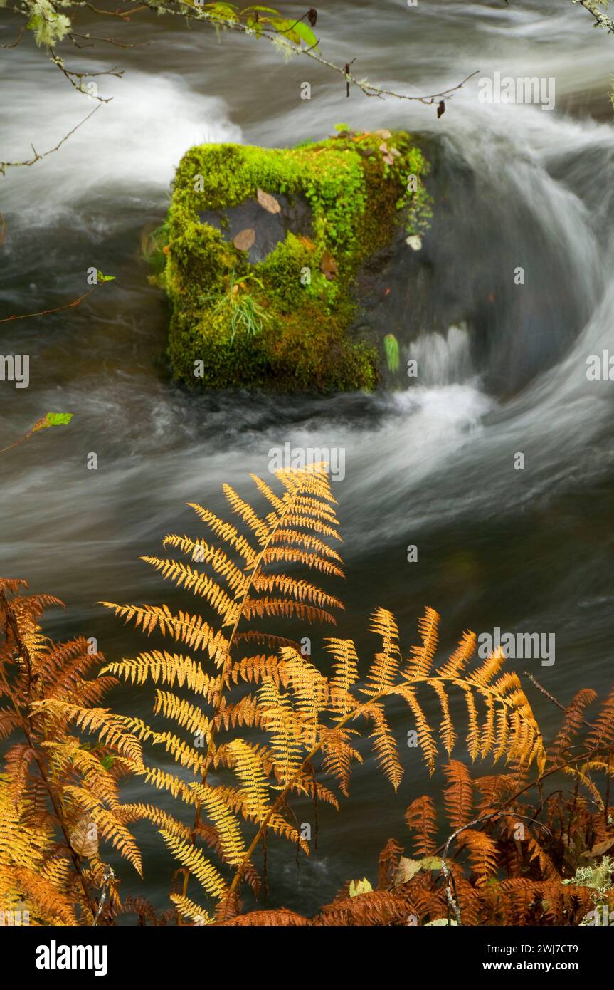 Salt Creek with fern, Willamette National Forest, Oregon Stock Photo ...