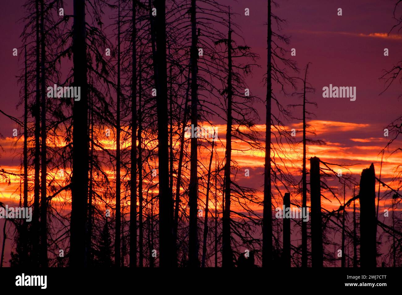 Santiam Pass sunrise through Booth Fire, Willamette National Forest ...