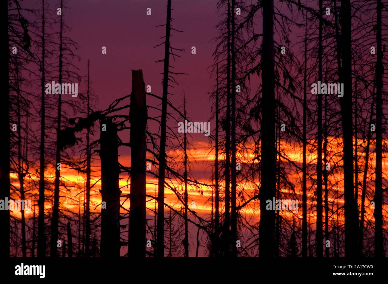 Santiam Pass sunrise through Booth Fire, Willamette National Forest ...