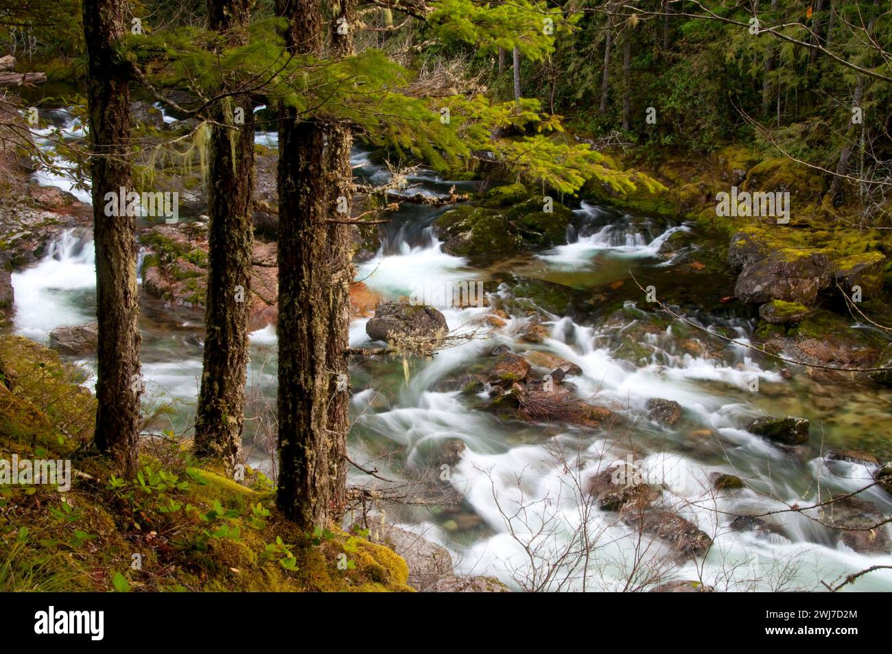 Little North Fork Santiam River State Scenic Waterway at Three Pools ...