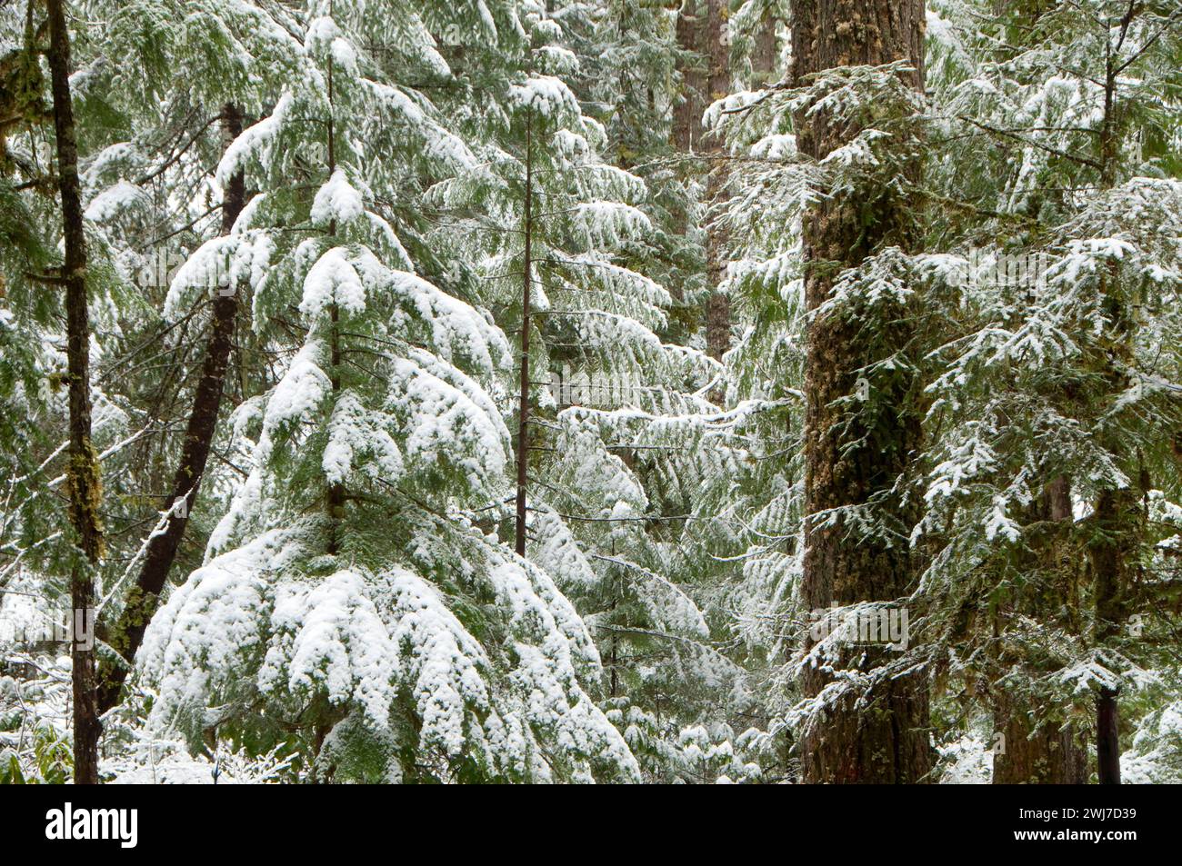 Ancient forest in winter, Willamette National Forest, Oregon Stock ...