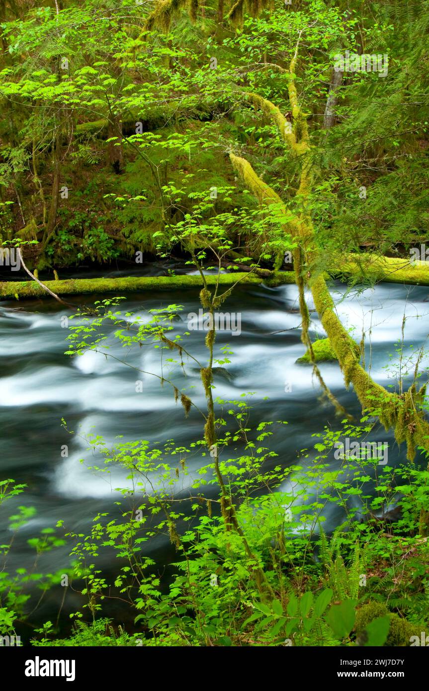 Lost Creek along McKenzie River National Recreation Trail, McKenzie ...