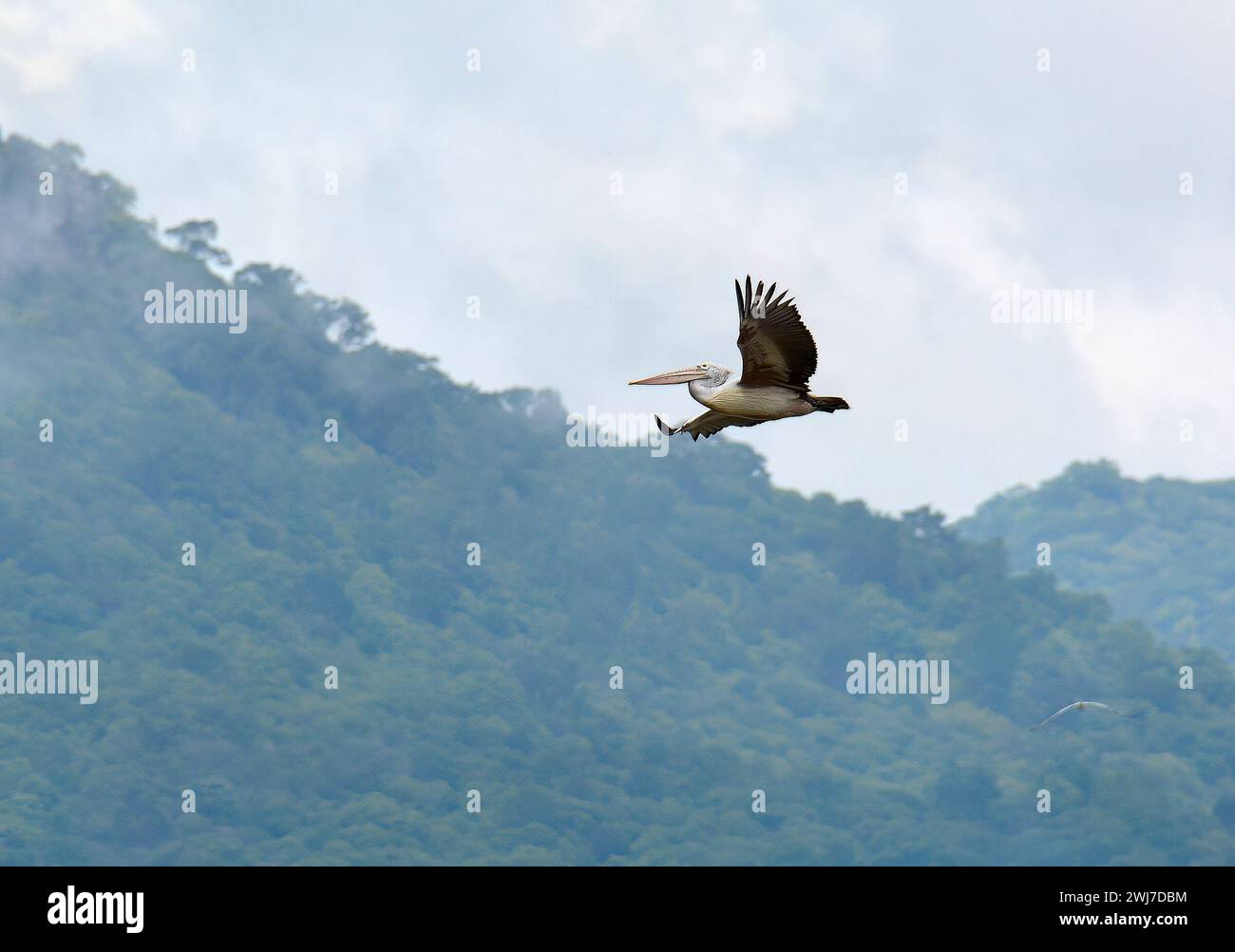 Spot-billed pelican, grey pelican, Graupelikan, Pélican à bec tacheté ...