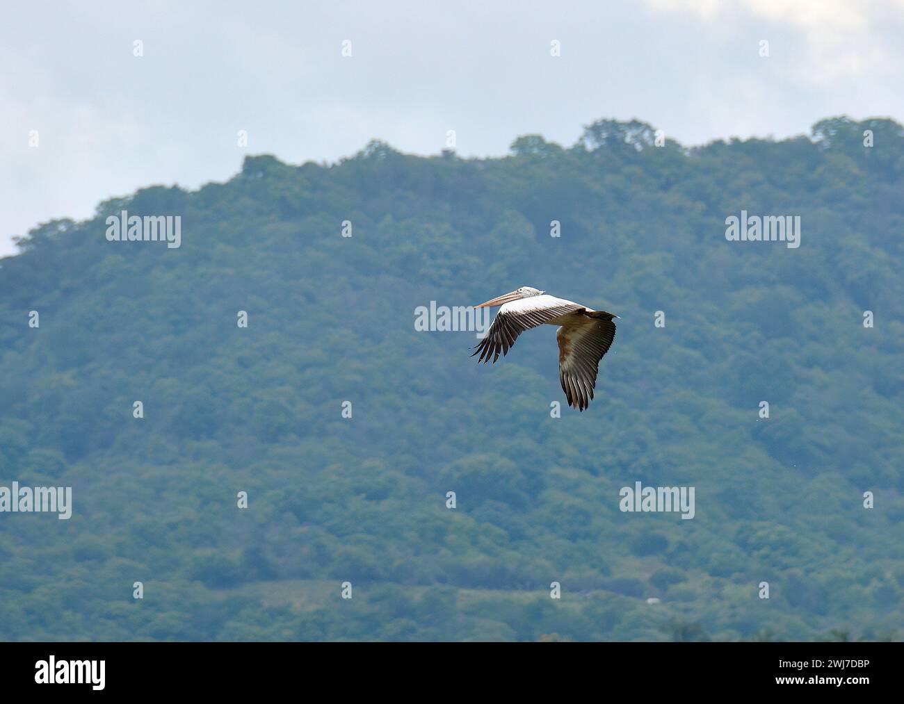 Spot-billed pelican, grey pelican, Graupelikan, Pélican à bec tacheté ...