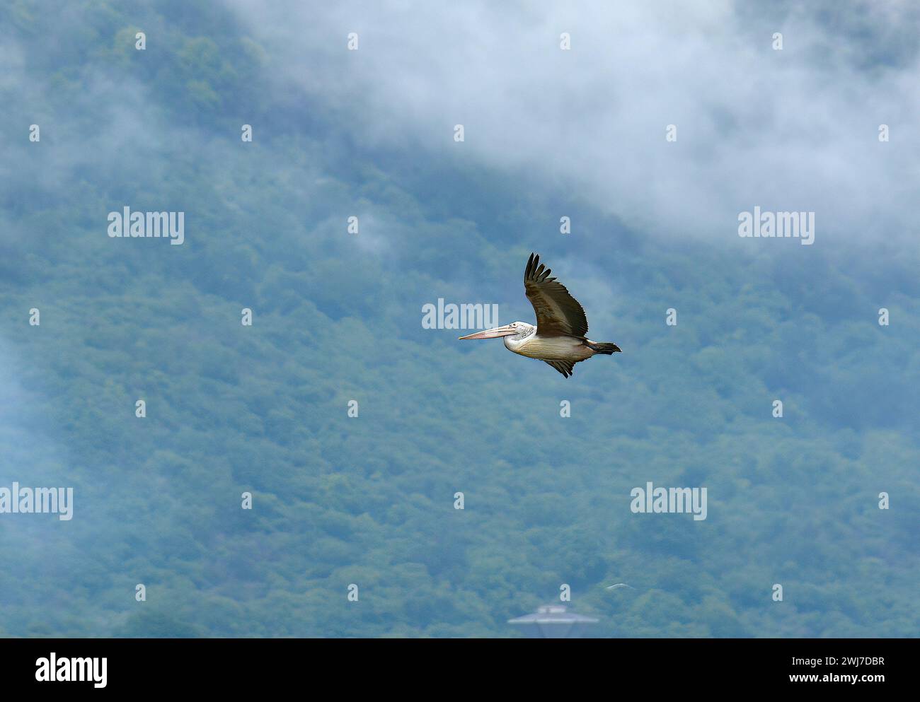 Spot-billed pelican, grey pelican, Graupelikan, Pélican à bec tacheté ...