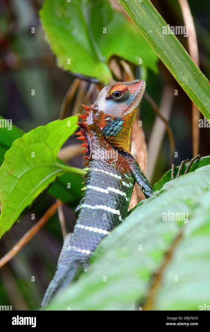 common green forest lizard, Green Forest Calotes, Sägerückenagame ...