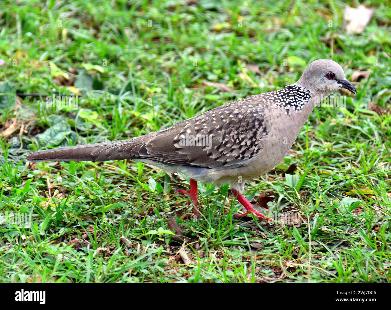 Tourterelle streptopelia chinensis hi-res stock photography and images ...
