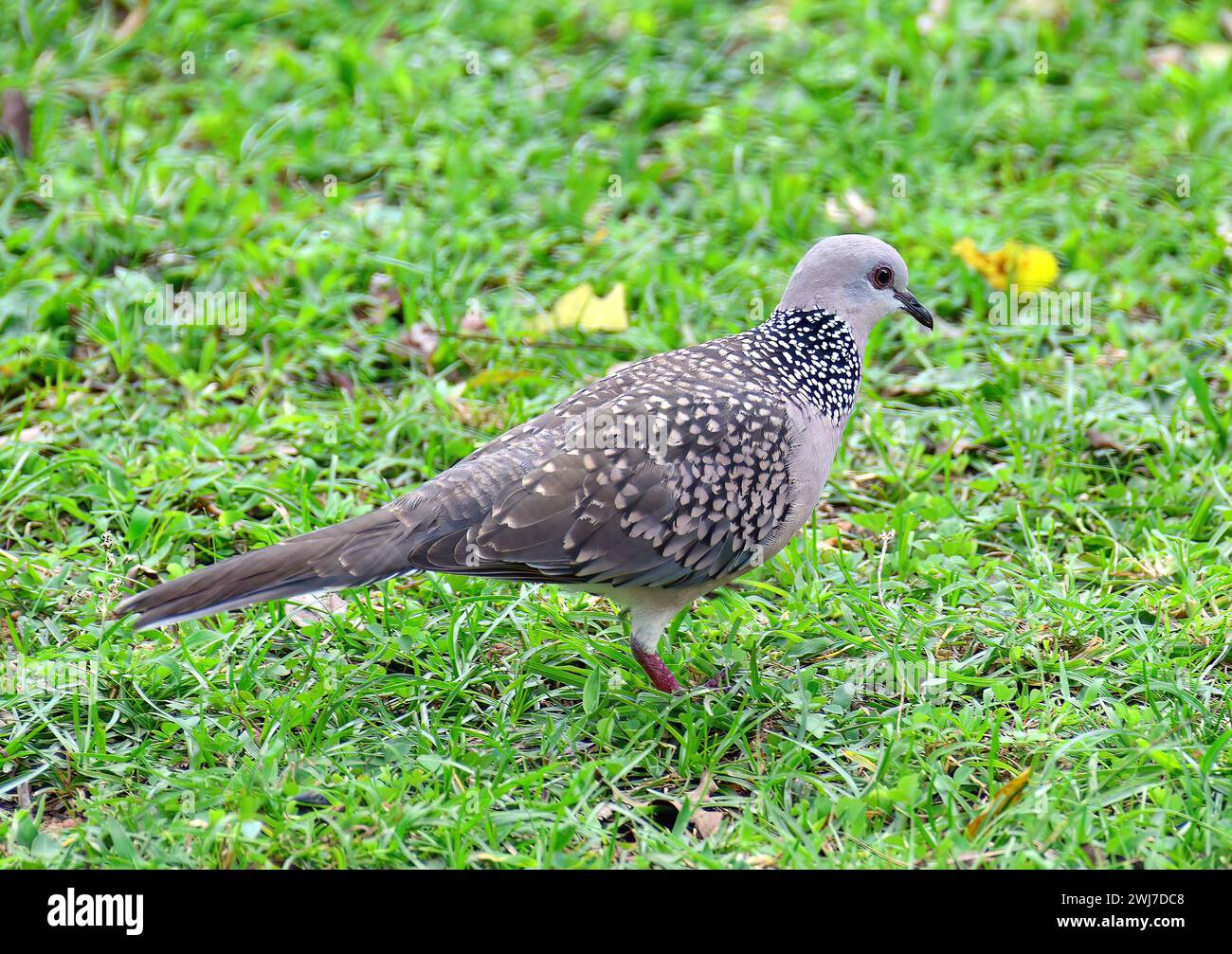 Tourterelle streptopelia chinensis hi-res stock photography and images ...