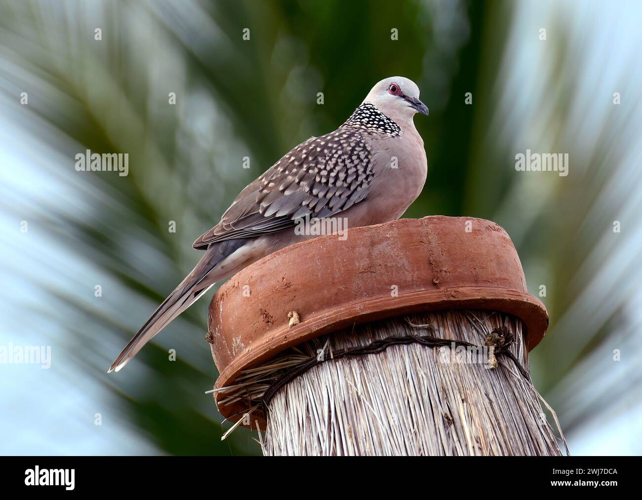 Tourterelle streptopelia chinensis hi-res stock photography and images ...