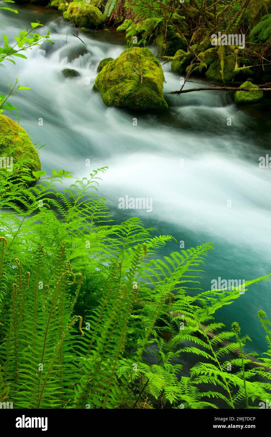 Lost Creek along McKenzie River National Recreation Trail, McKenzie ...