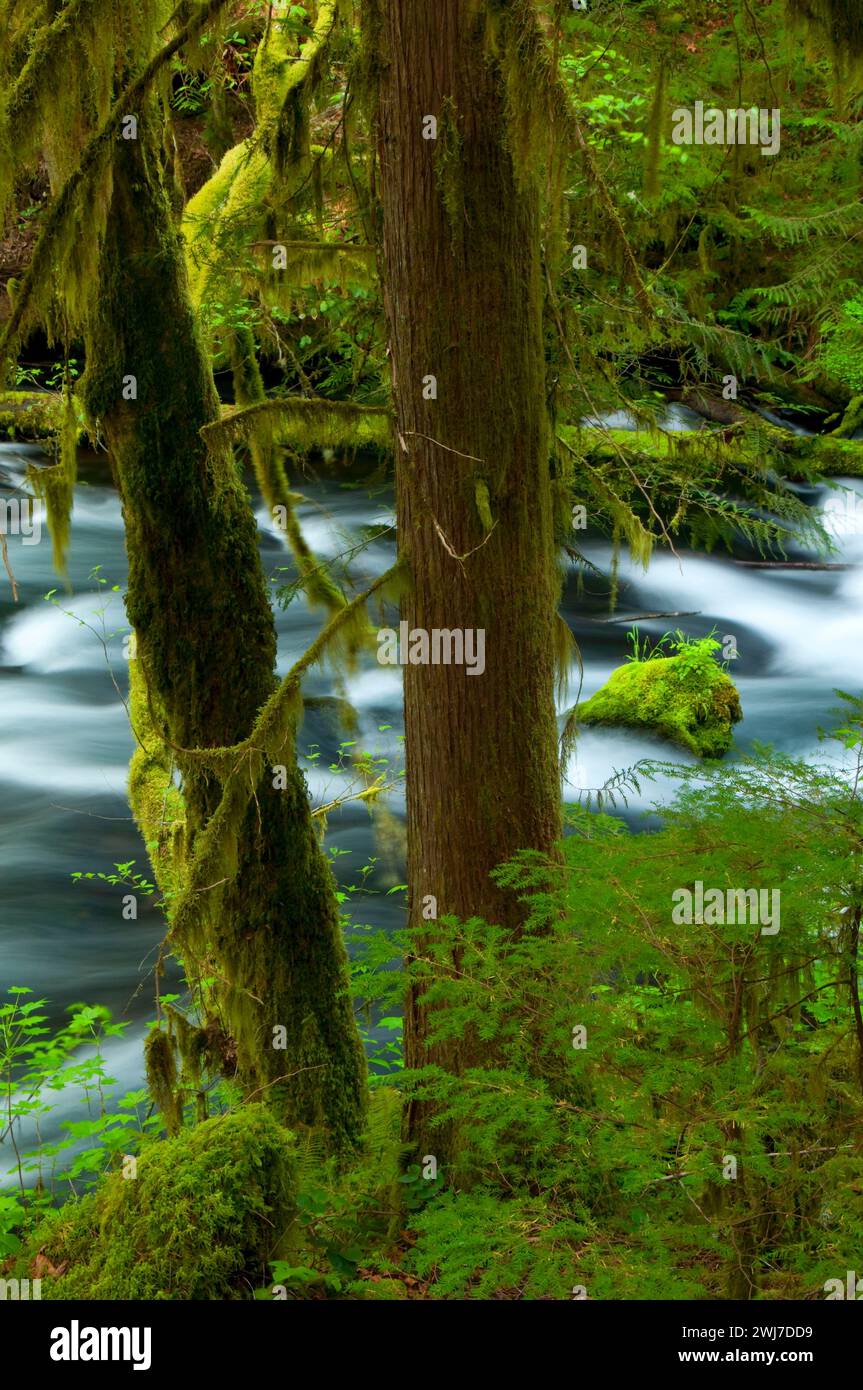 Lost Creek along McKenzie River National Recreation Trail, McKenzie ...