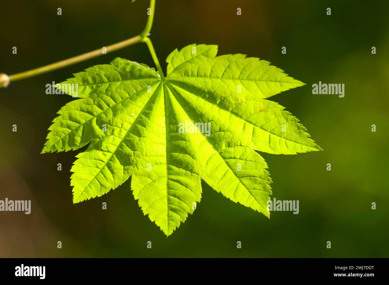 Vine maple (Acer circinatum) leaf along McKenzie River National ...