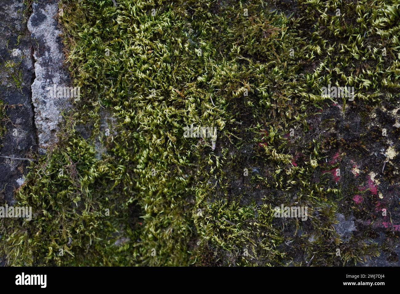 Moss, Green moss, Fox-tail Feather-moss(Thamnobryum alopecurum) on ...