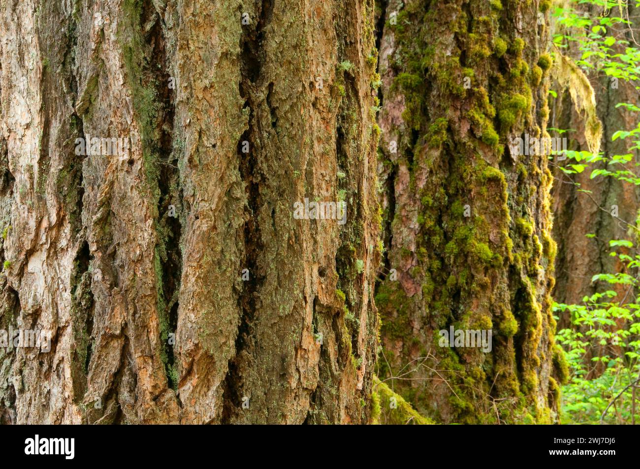 Douglas fir trunk along McKenzie River National Recreation Trail ...